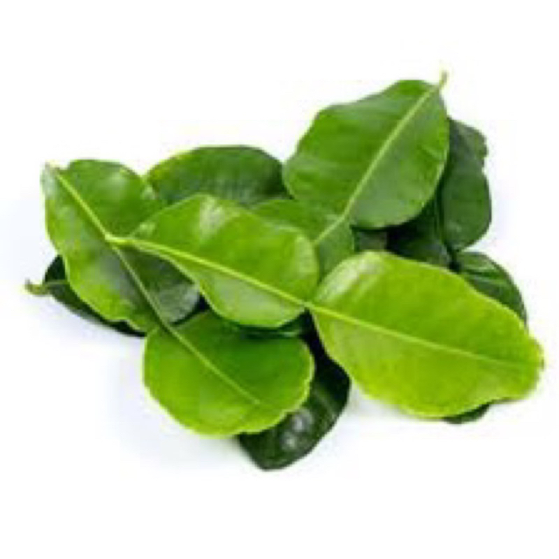 DAUN LIMAU PURUT SEGAR(KAFFIR LIME LEAVES) / DAUN JERUK DARI KEBUN ( 15 ...