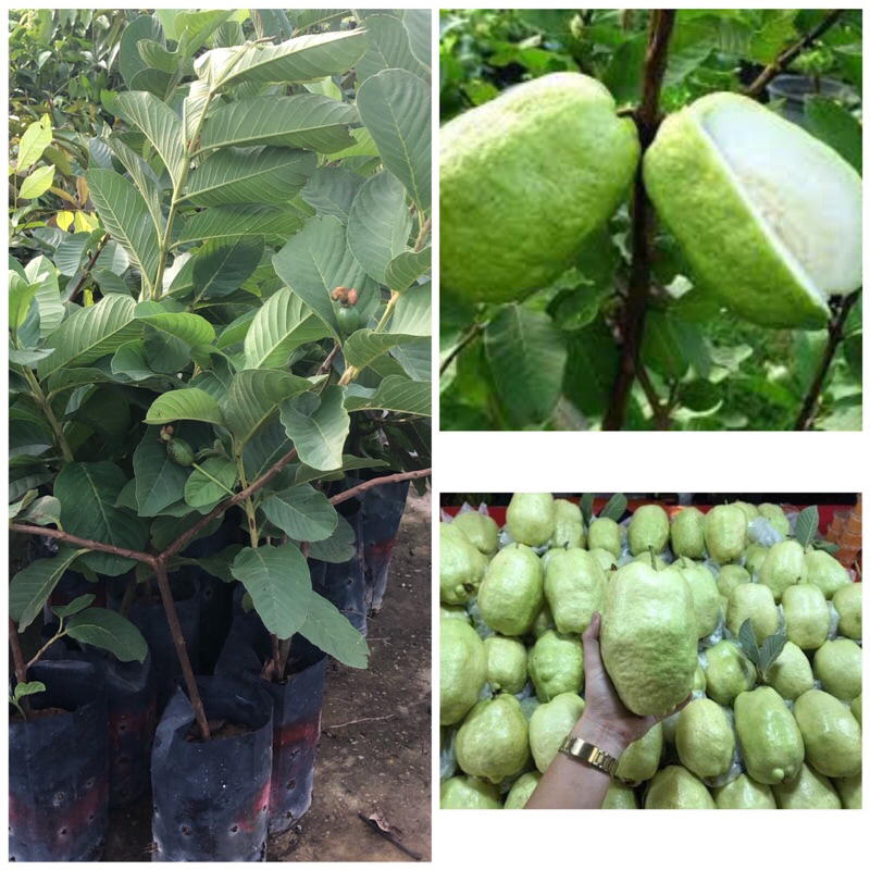Anak pokok jambu batu vietnam manis | Shopee Malaysia