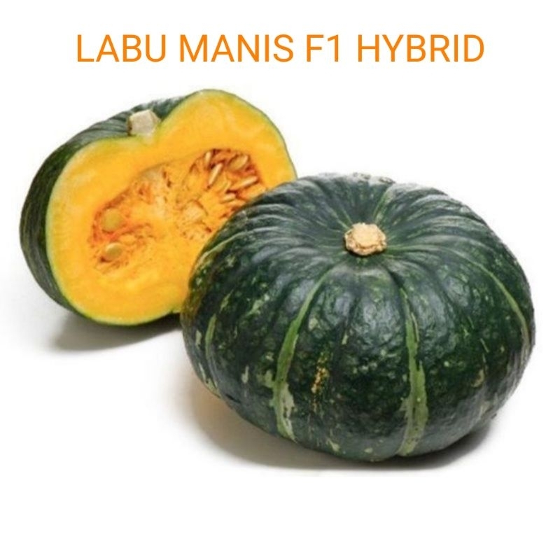 BENIH LABU MANIS F1 HYBRID.SWEET PUMPKIN SEEDS(12 SEEDS) | Shopee Malaysia