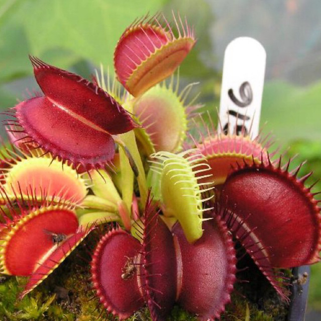 Venus Flytrap ‘Slack’s Giant’ Dionaea Muscipula Slack’s Giant G16 Carnivorous Plant | Shopee ...