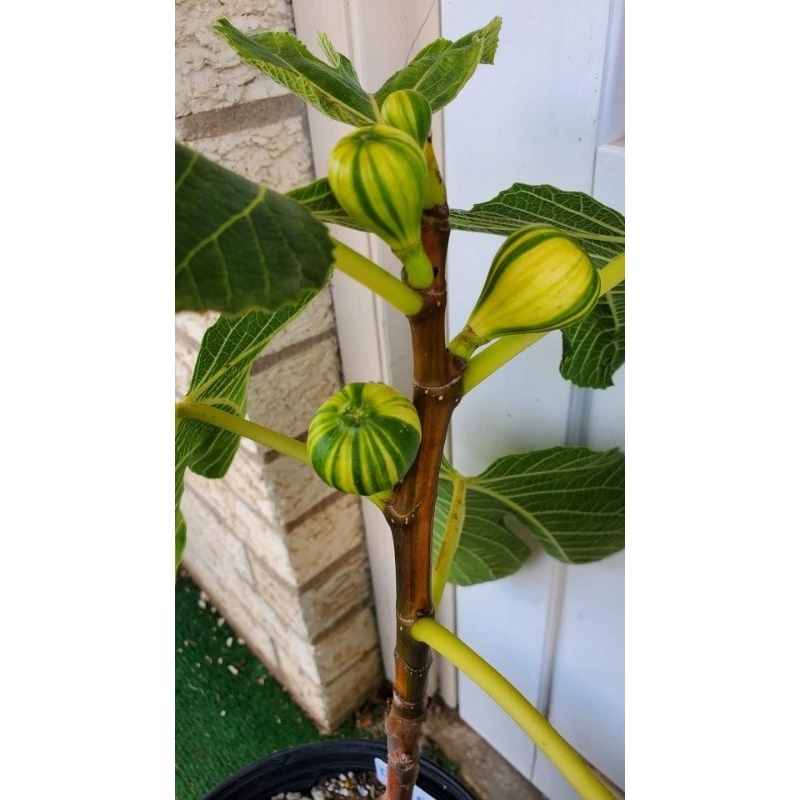 Panachee Tiger Pokok Fig Live Plant Anak Pokok Tin Batik 无花果果苗 | Shopee ...
