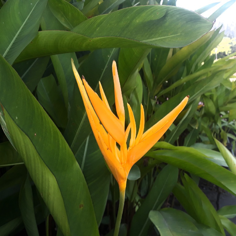 Heliconia Hisulata Lobster Claw real live outdoor plant 天堂鸟 anak pokok ...