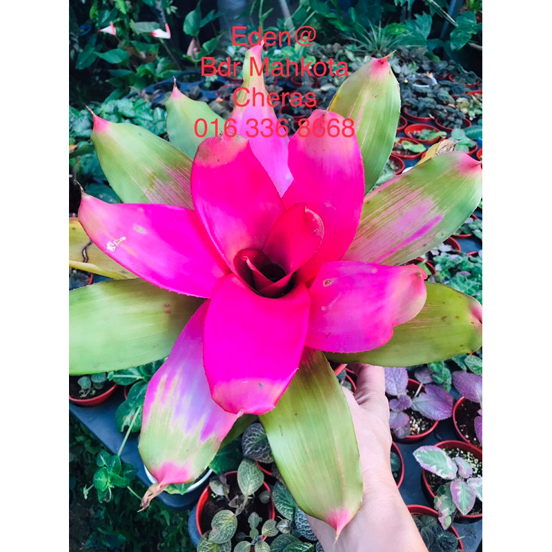 Neoregelia Pink Debbie ( 積水风梨/Bromeliad ) | Shopee Malaysia