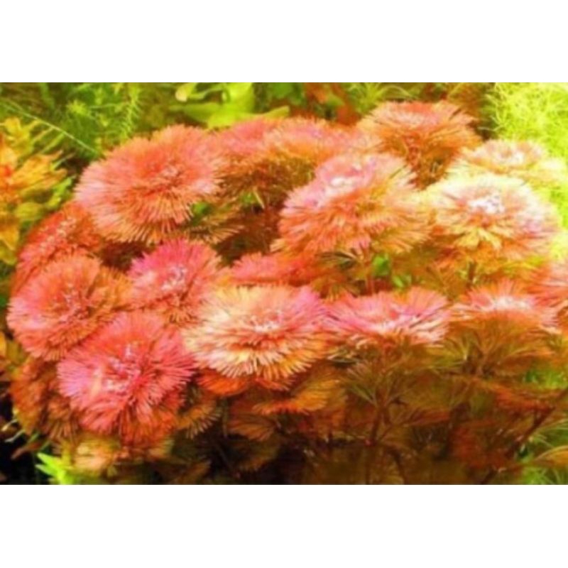 Plant CABOMBA PIAUHYENSIS RED Fully Submersed (bestPlant ...