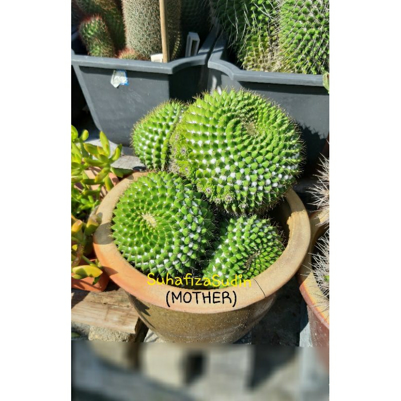 Cactus (Saiz pot 8.5cm) | Shopee Malaysia