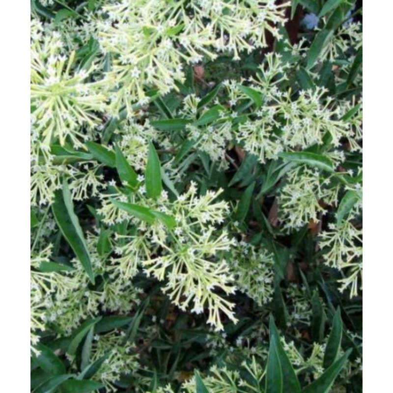 Night- blooming jasmine live plant 夜香树/ 夜香木苗 Anak Pokok Bunga Santalia ...
