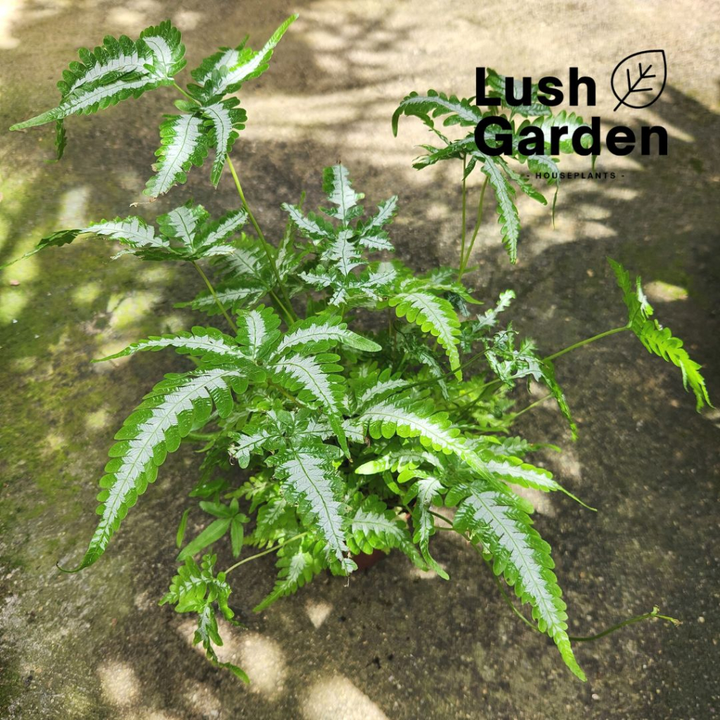Pteris Argyraea / Silver Brake Fern 大银脉凤尾蕨 120mm Pot Indoor Live Plant ...