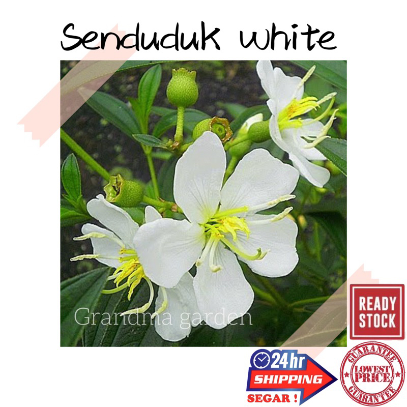 (GG real plant) senduduk white ^ bunga putih pokok hidup hiasan luar ...