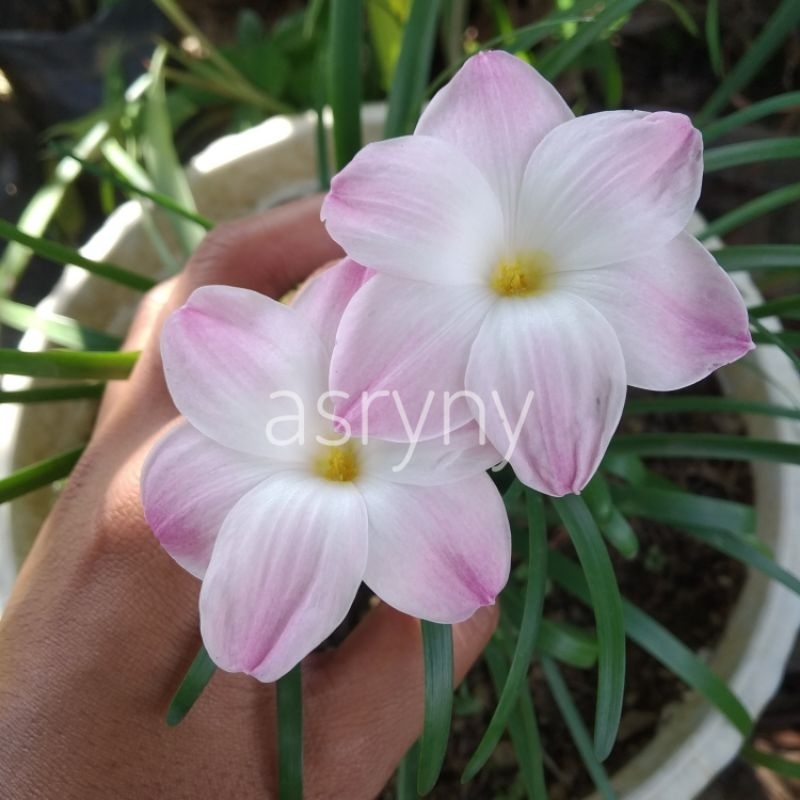 1 bulb cutie pink Rain Lily bulb | Shopee Malaysia