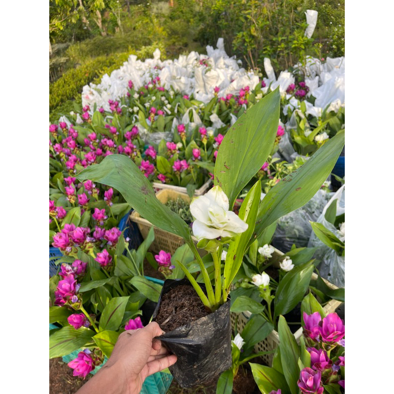 Pokok bunga kunyit / tulip siam ( live plant ) thai murah | Shopee Malaysia