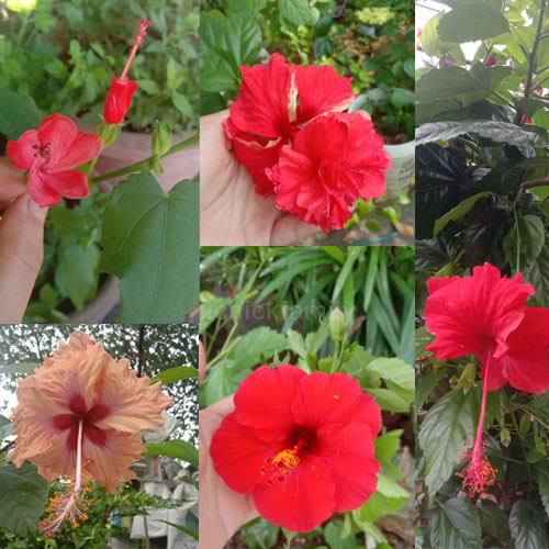 Mixed 4 Keratan Cutting/ Bunga Raya/ Hibiscus 大红花/ 朱槿/ 扶桑/ 木槿属 | Shopee ...