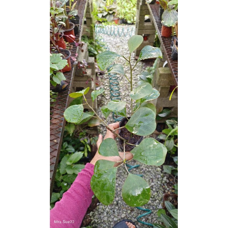 Anak pokok semaian herba Ficus Deltoidea (Mas Cotek) 金卓叶 by@mrs.sue22 ...