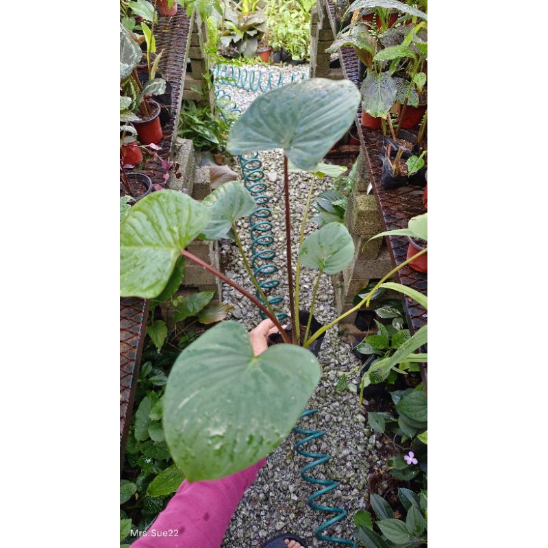 Anak pokok herba Kemoyan merah Keladi Kemoyang/ Homalomena sagittifolia ...