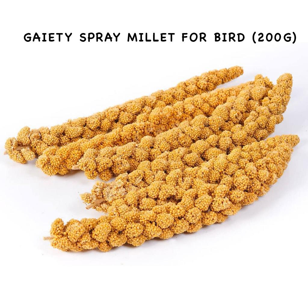 Gaiety Spray Millet for Pet Bird Burung Parrot, Lovebird, Budgie ...
