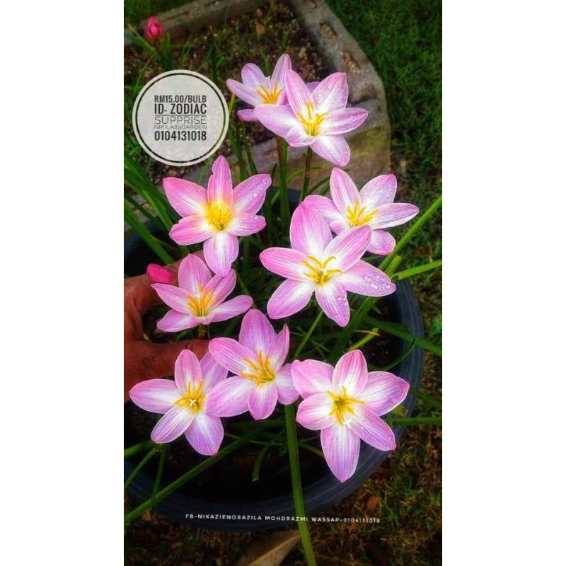 Rain lily kampung dan hybrid Thailand ( tahan panas)direct matahari | Shopee Malaysia