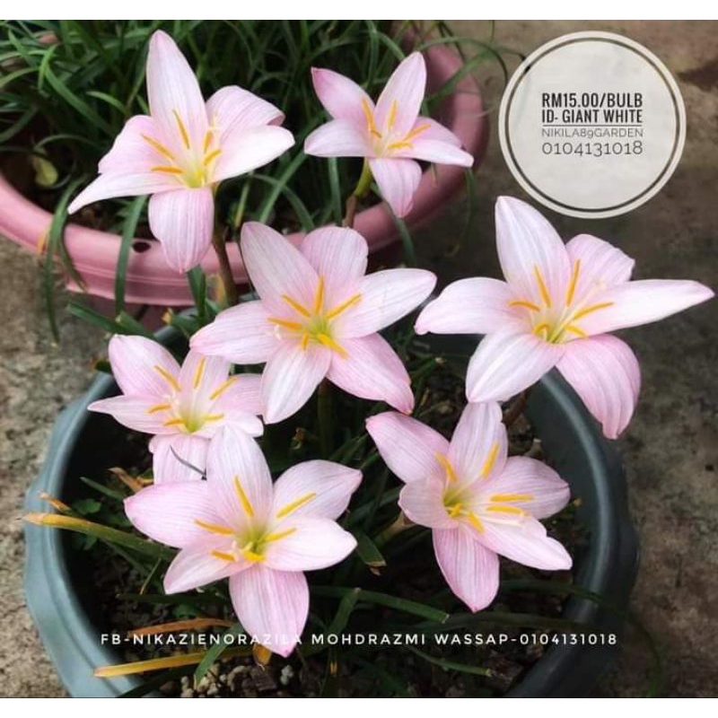 Rain lily kampung dan hybrid Thailand ( tahan panas)direct matahari | Shopee Malaysia