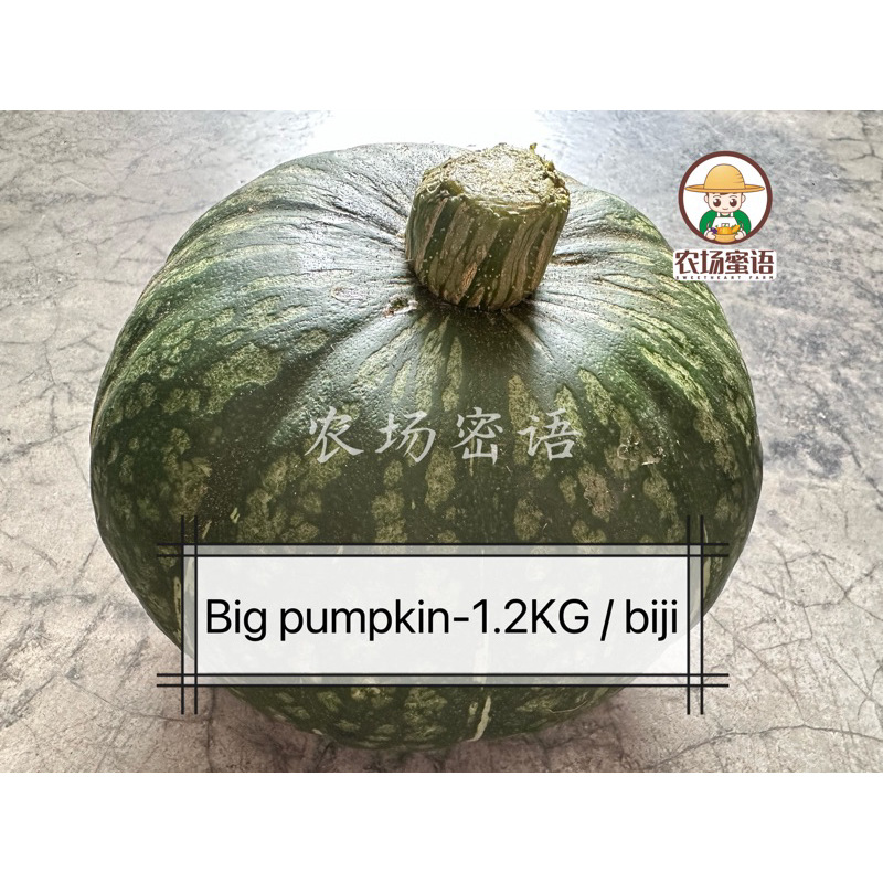 2A | 3A (6 PCS)Hokkaido White sweet Corn | jagung susu manis | 💯Cameron ...