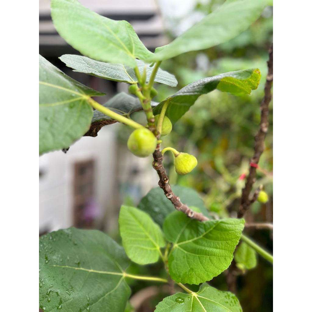 Fig Plant trees 【无花果】 Pokok Tin (Iraqi) | Shopee Malaysia