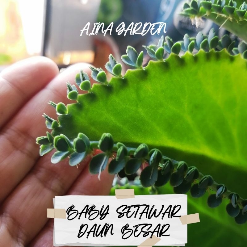 HSK [15pc] MOTHER OF THOUSAND/KALANCHOE PINNATA/SETAWAR/LIVE PLANT ...