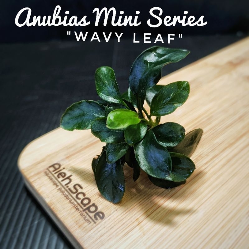 Anubias Mini Series: Petite, Glabra, Golden Mini, MiniCoin, DarkJade ...