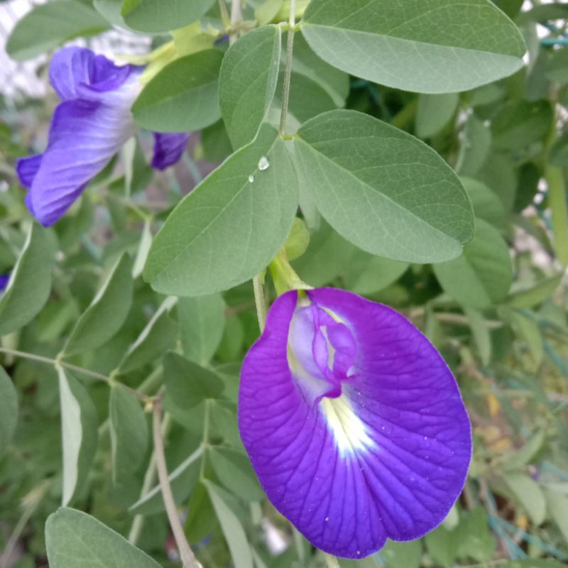 Bunga Telang/ Butterfly Pea Flower/ Pewarna Makanan Dan Minuman Semula ...