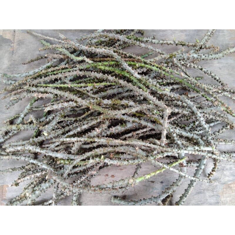 Akar Bakawali / Batang Wali /Akar Seruntun 1 batang 16cm | Shopee Malaysia