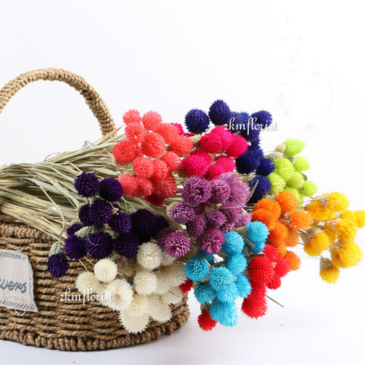 (15PCS) GLOBOSA GLOBOSE GOMPHRENA AMARANTH Bunga Butang Dry Natural ...