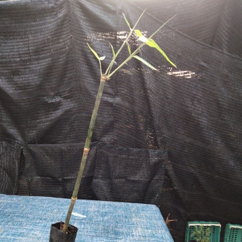 Anak pokok buluh betung (Dendrocalamus asper) dalam polibeg | Shopee ...