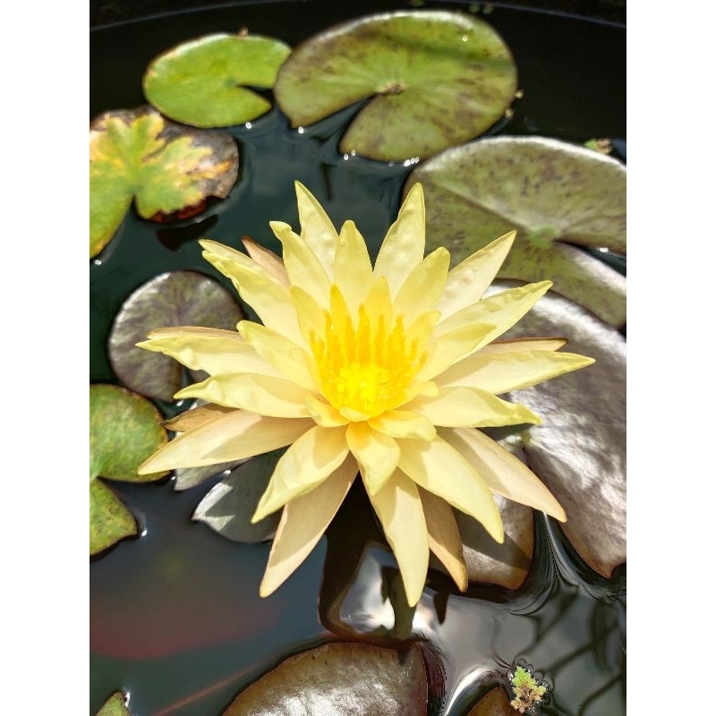 Nymphaea Mexicana/Yellow Water Lily | Shopee Malaysia