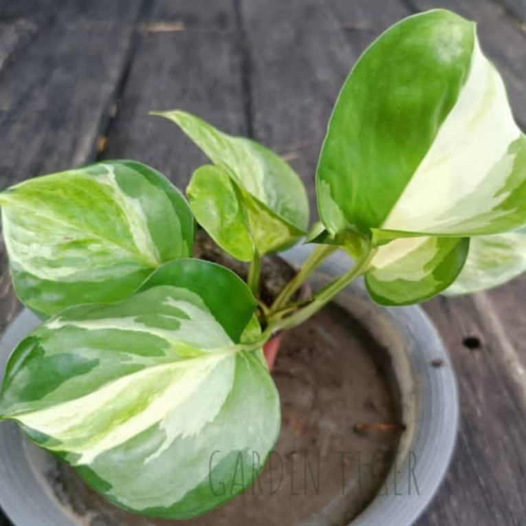 [Ready Stock] Pothos Manjula(Rare), Happy Leaf Pothos, Jewel Pothos ...