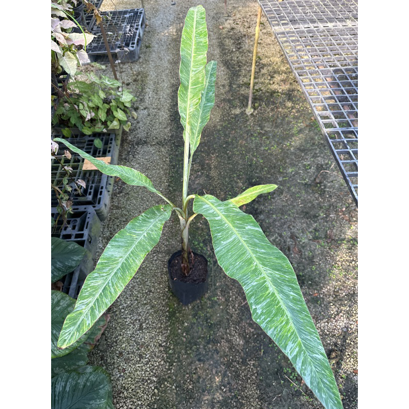 Musa Acuminata Colla Marble Leaf Variegated/Musa Banana Tree/Bunga ...