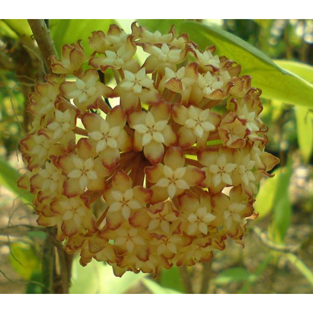 NH** Hoya cv viola **B Wax Plant | Shopee Malaysia