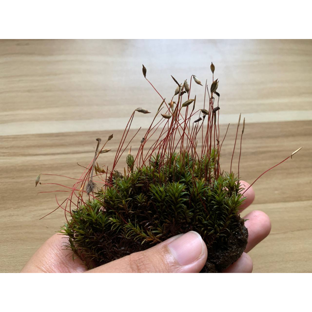Rare Star Moss Tortula Ruralis Lumut Hutan Paludarium Terrarium ...