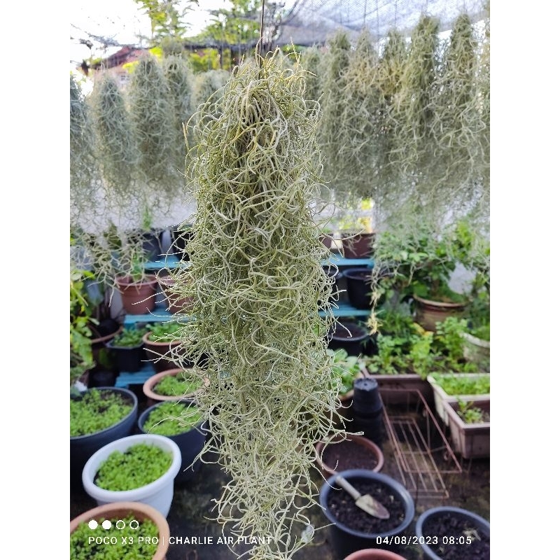 REAL LIFE SPANISH MOSS JANGGUT ADAM/ ️ ️💐空气植物 | Shopee Malaysia