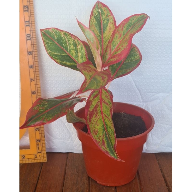 Pokok Rare Aglaonema Red Siam - Live Plant - Chinese Evergreen Indoor ...