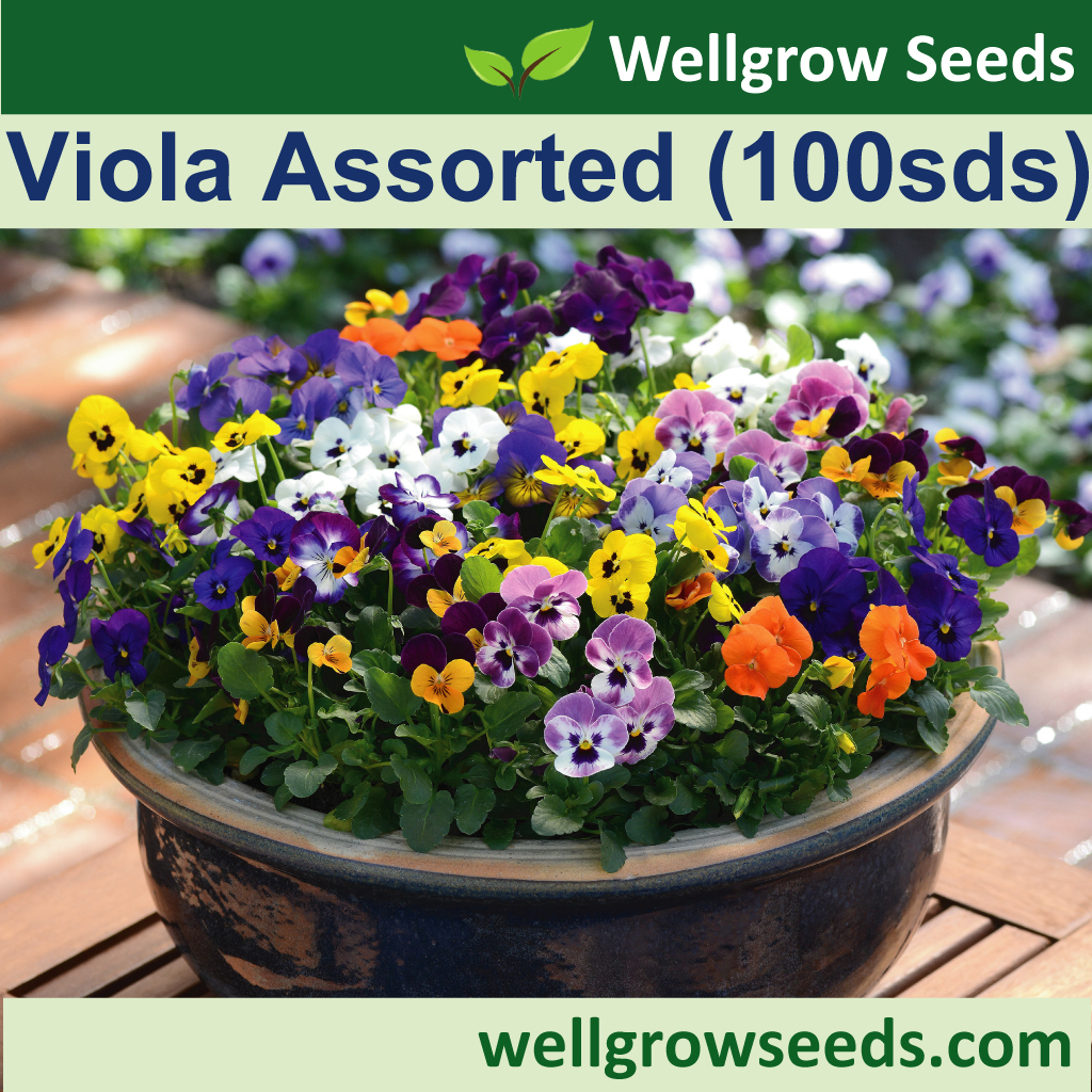 Viola Assorted (100sds) 三色堇 Flower Seeds Wellgrow Seeds | Shopee Malaysia