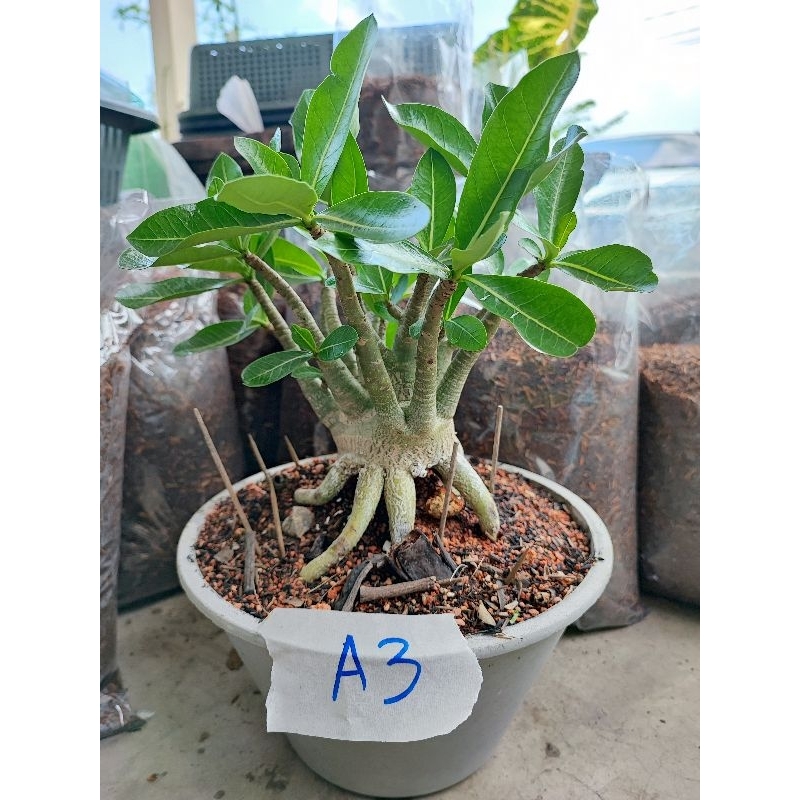 Adenium Kemboja Desert Rose(Id Arabicum RCN) | Shopee Malaysia