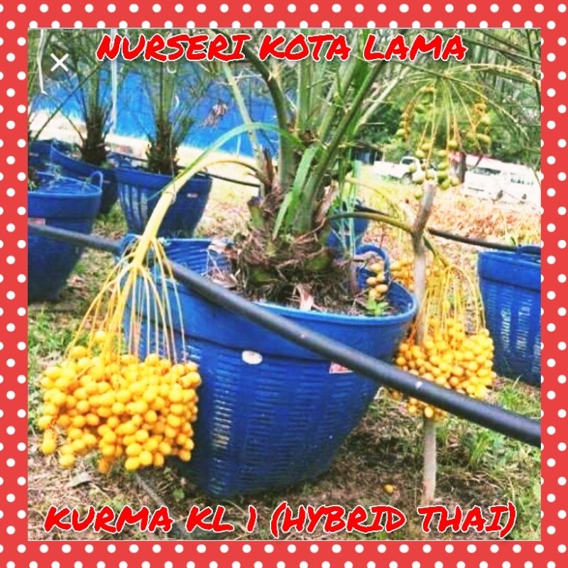 🔥HYBRID🔥 ANAK POKOK KURMA KL 1 THAI / Kurma Thai / Tamar / Dates Palm ...