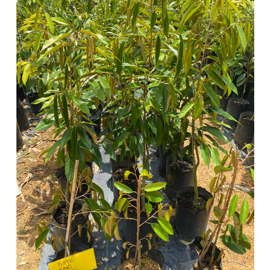 ANAK POKOK DURIAN TUPAI KING | Shopee Malaysia