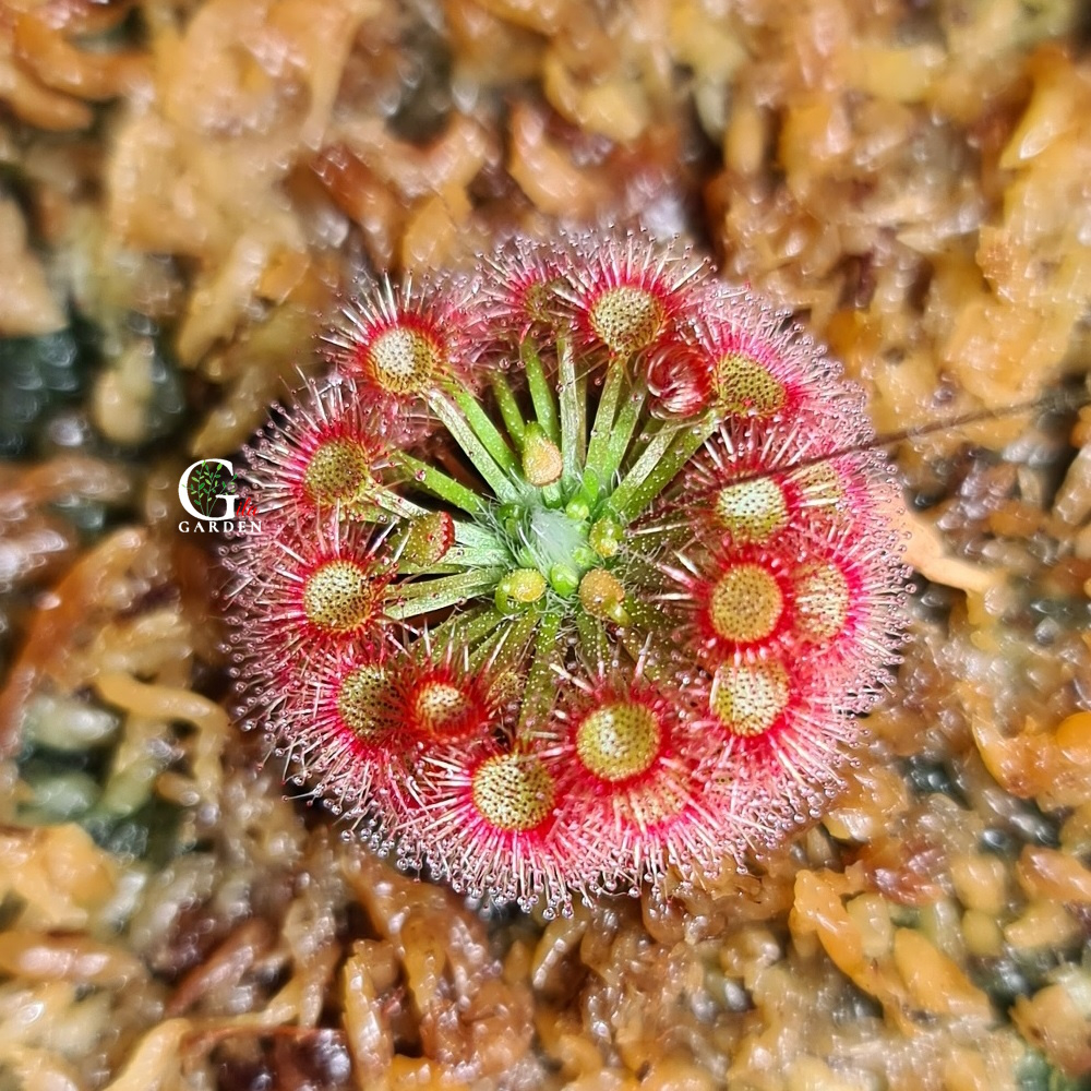 Drosera Badgerupii [Pygmy Sundew, Drosera][Carnivorous Plants ...