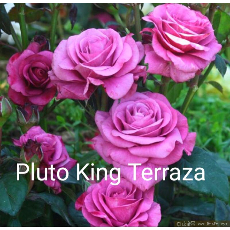 pokok ros berid ready stock ros hidup ros tahan panas rosa siam ros kampung rose tree ros siam ...