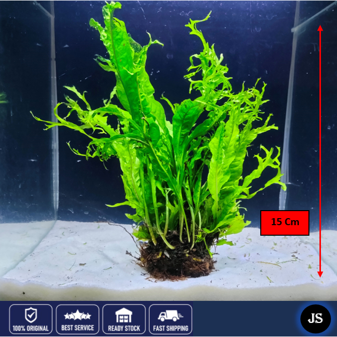 🔥Buy 3 Free 1🔥Anubias, Windelov & Java Fern Aquatic Live Plant (Anubias ...
