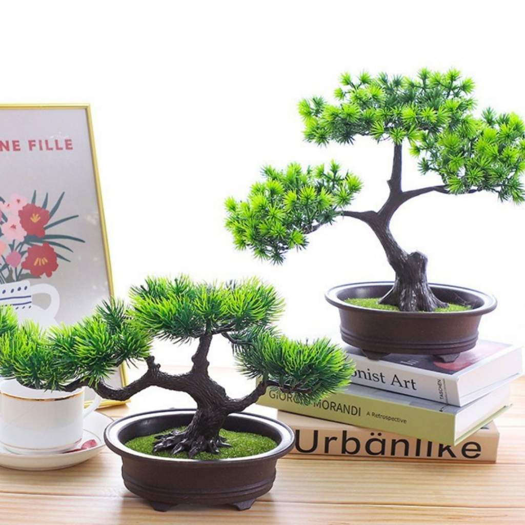 🔥 Pokok Hiasan Dalam Rumah Pokok Bunga Bonsai Hiasa Pokok Bonsai Hiasan ...