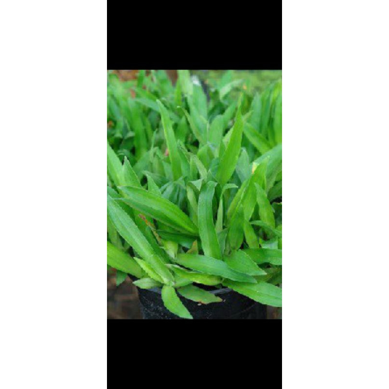 Rumput Siti Khadijah/rumput beijing/cina | Shopee Malaysia