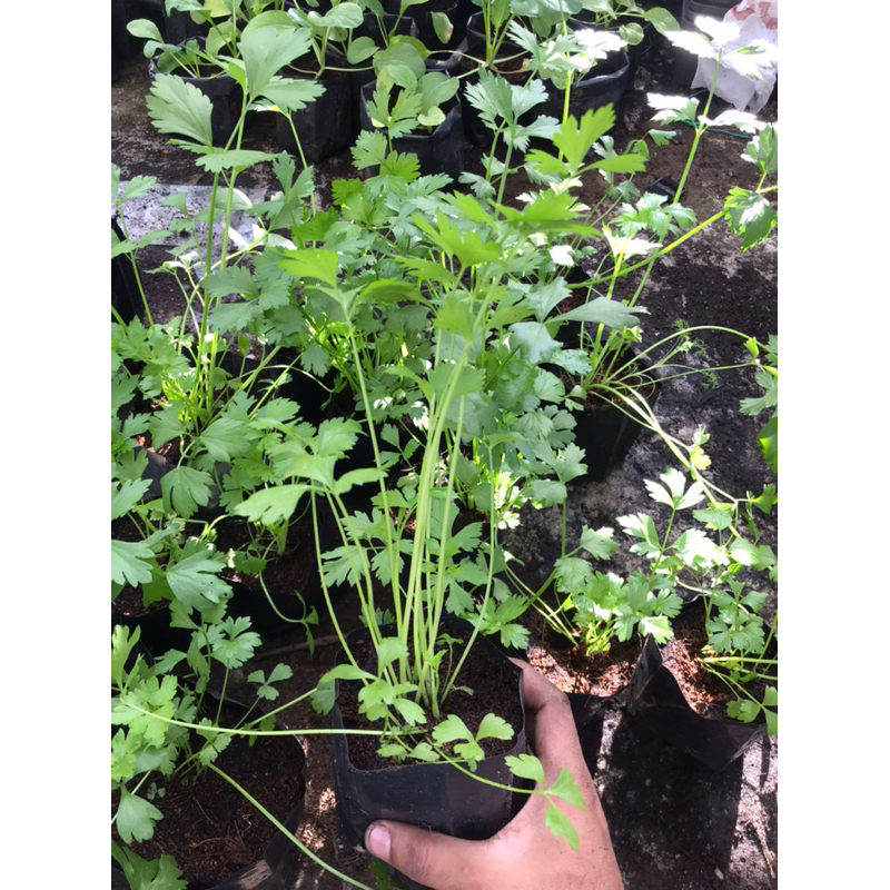 POKOK DAUN SUP SEGAR DALAM POLYBAG (FREE BAJA) | Shopee Malaysia