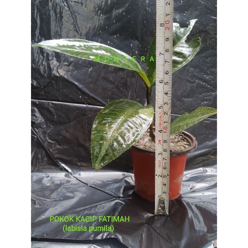 (limited stock)pokok kacip fatimah / (labisia pumila) | Shopee Malaysia