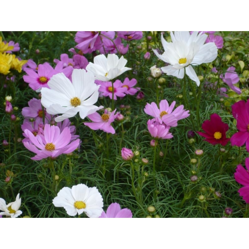 Mix Cosmo Flower Seed / Biji Benih Bunga Cosmo | Shopee Malaysia
