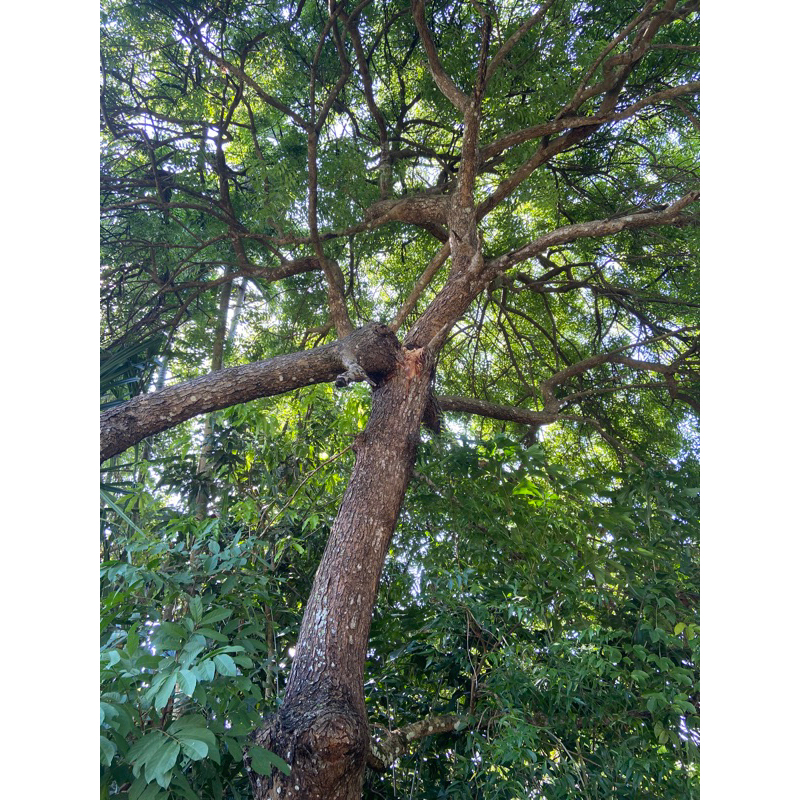 Daun Semambu @ Neem Segar Dari Pokok | Shopee Malaysia