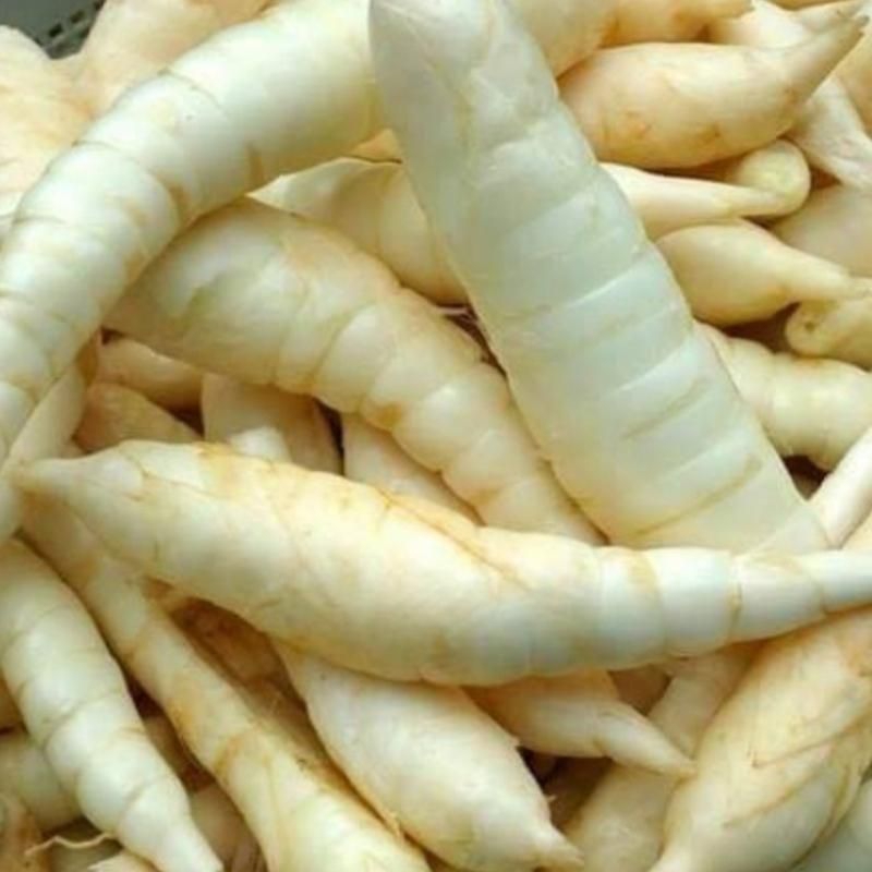 READY STOCK UBAT KAYAP BISUL ULSER DEMAM PANAS USUS UBI BEMBAN SAGU ...