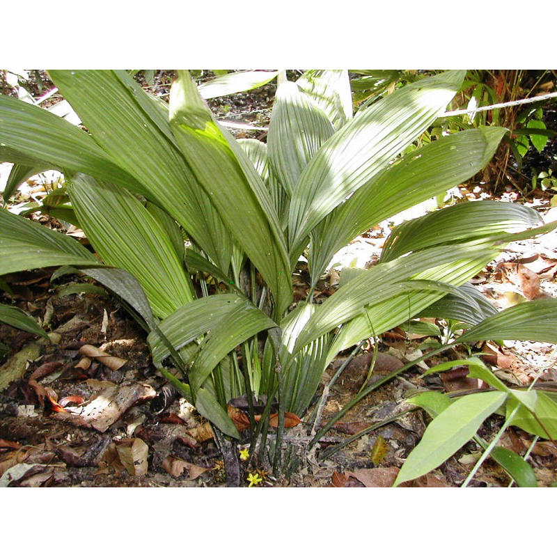 Pokok Lemba ( herba berubat dan merawat santau ) | Shopee Malaysia